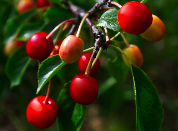 Wildpath Farm - Manitoba Hardy Fruit Trees and Berries